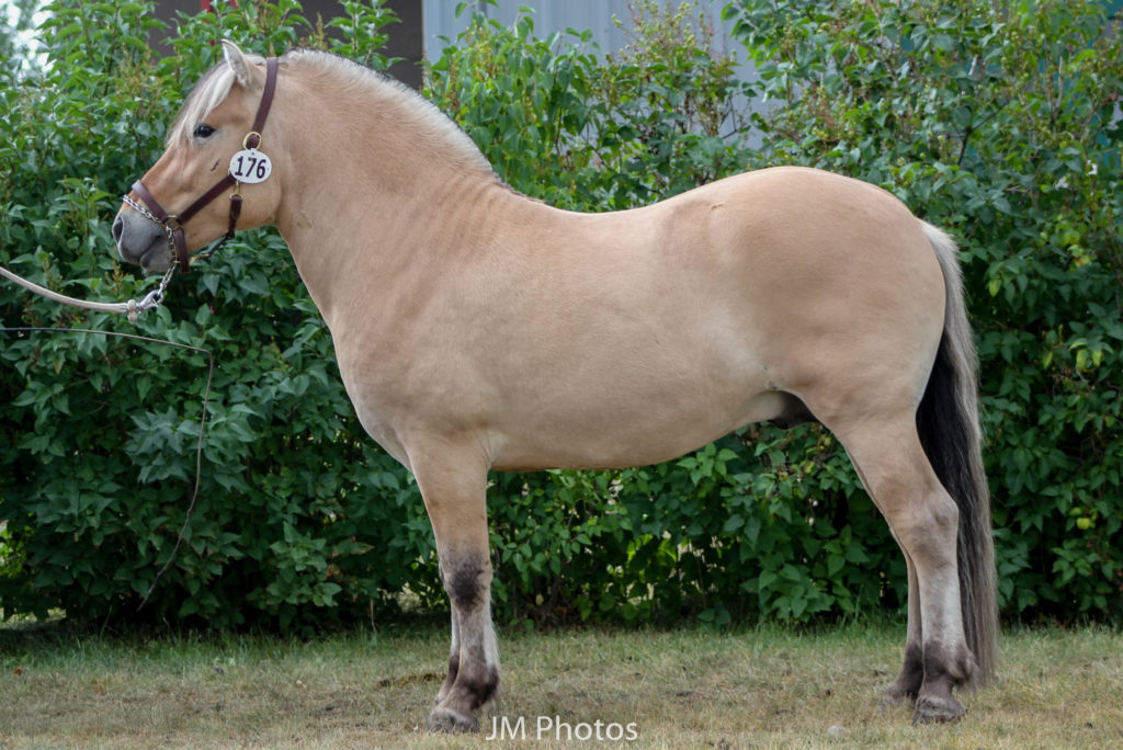 Fjord stallion for sale. Yearling Excellent pedigree